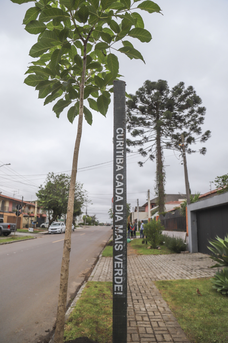 Greca acompanha o plantio de árvores no entorno da Victor Ferreira do ...