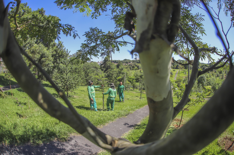 Rumo a 500 mil árvores: veja como estão as primeiras mudas plantadas ...