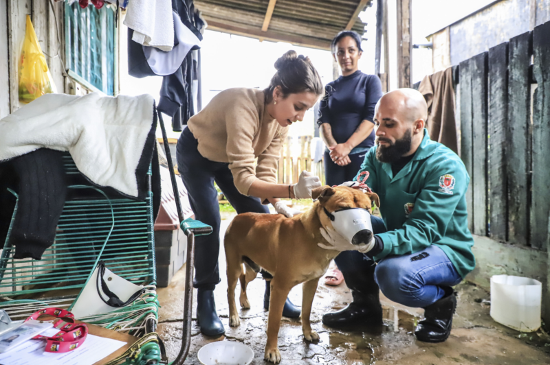 Rede de Proteção Animal oferece serviços veterinários e vacinação ...