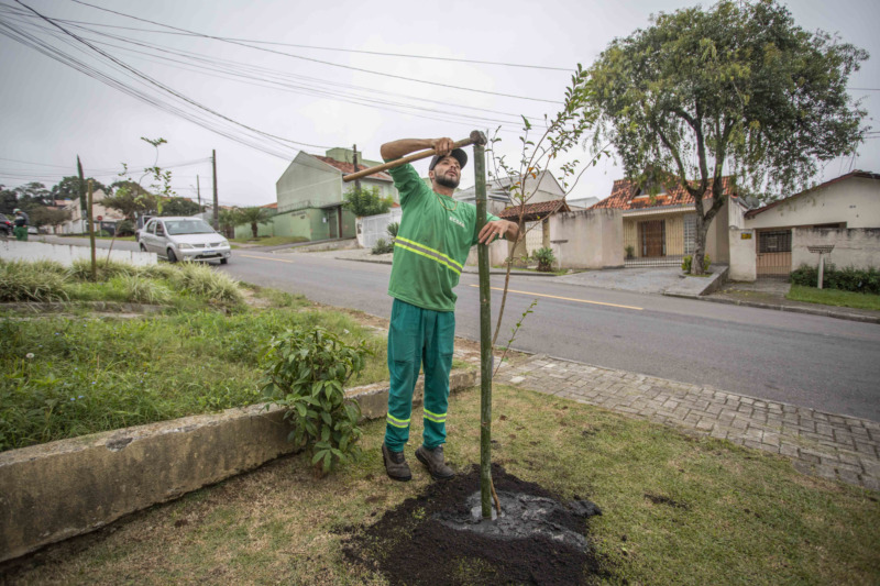 Prefeitura de Curitiba planta mais 450 novas árvores na região da ...
