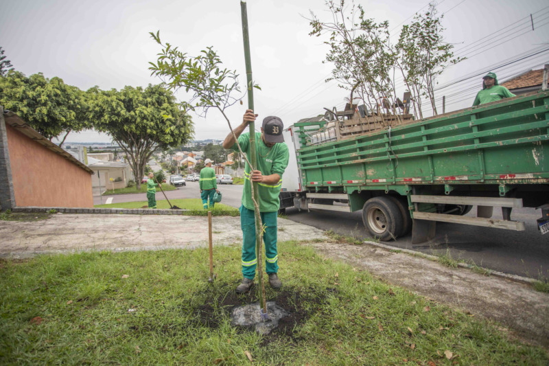 Prefeitura de Curitiba planta mais 450 novas árvores na região da ...