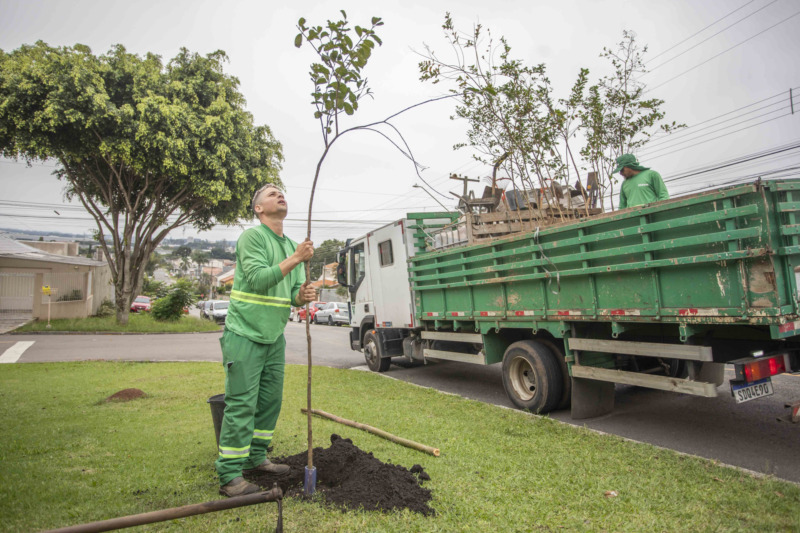 Prefeitura de Curitiba planta mais 450 novas árvores na região da ...