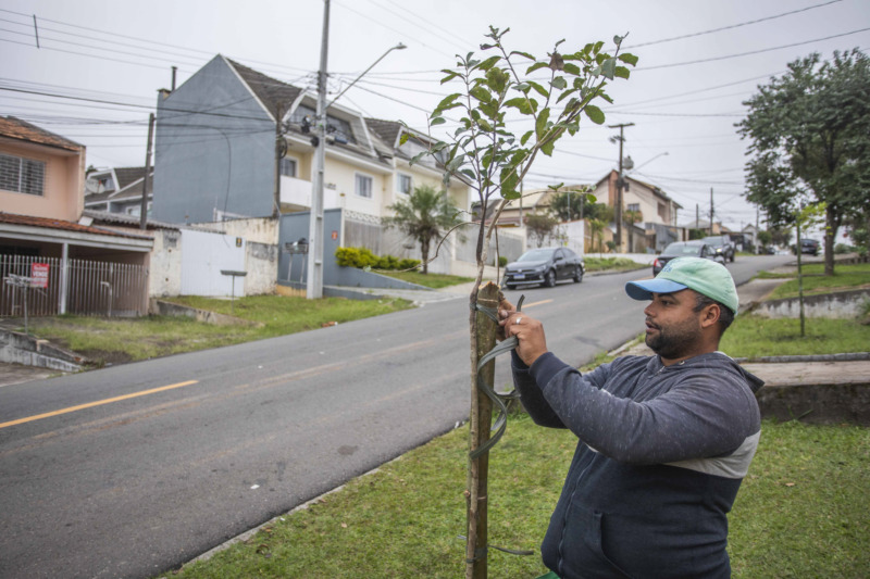 Prefeitura de Curitiba planta mais 450 novas árvores na região da ...